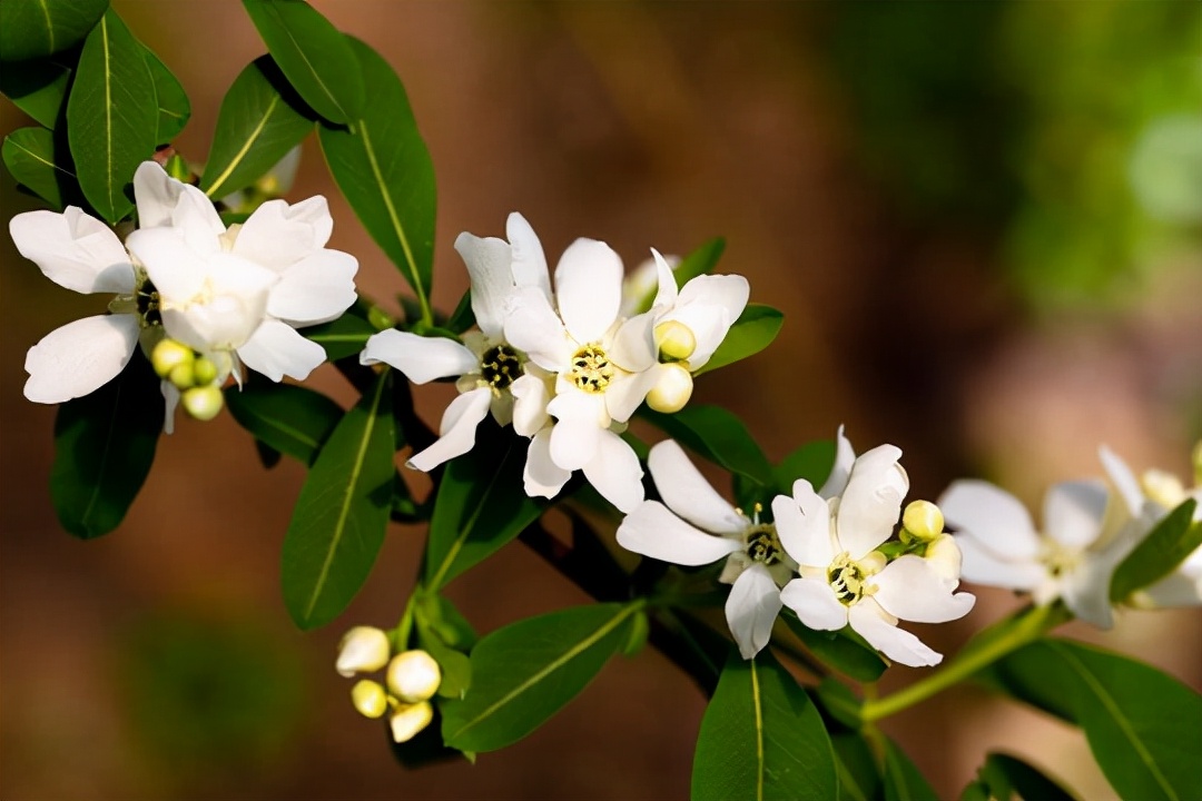 Bai Juanmei, an economic tree species with great potential - iNEWS