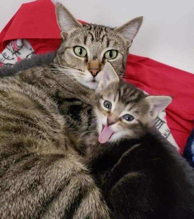 Why do cats "kill" their newborn cubs?There are several reasons behind ...