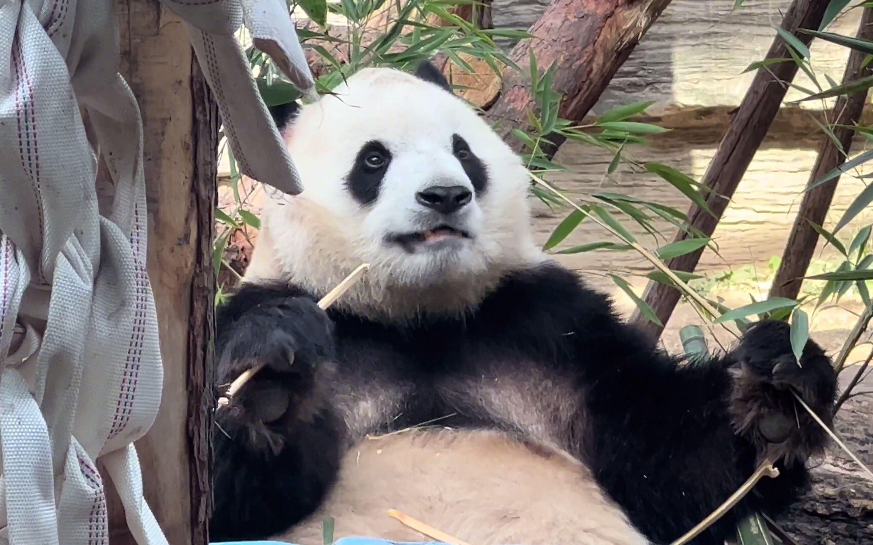 The Four Young Masters of Xizhimen: Do tug-of-war with Menglan as a ...