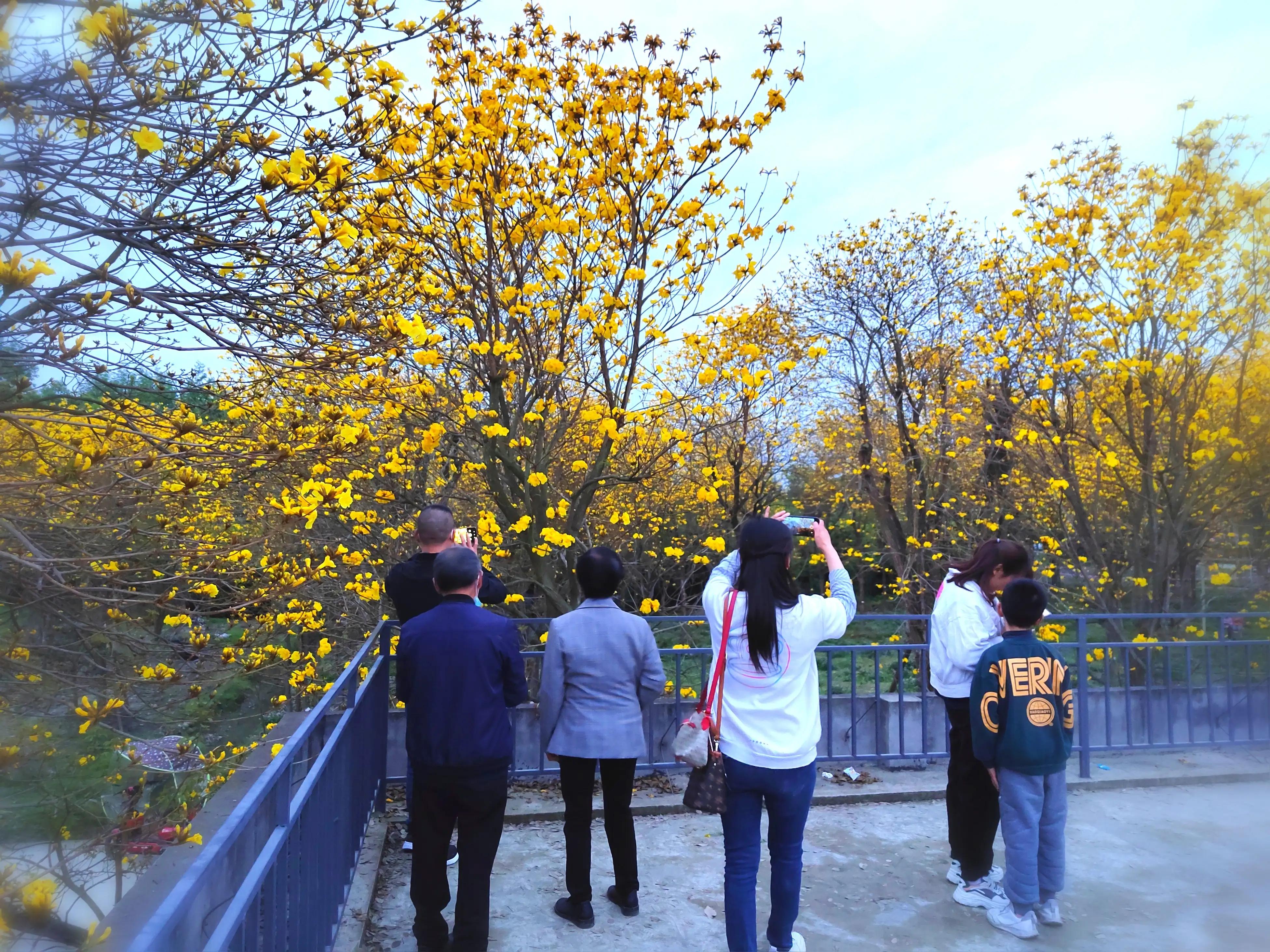 Chengdu Wenjiang gardening is doing well, there are flowers in all ...