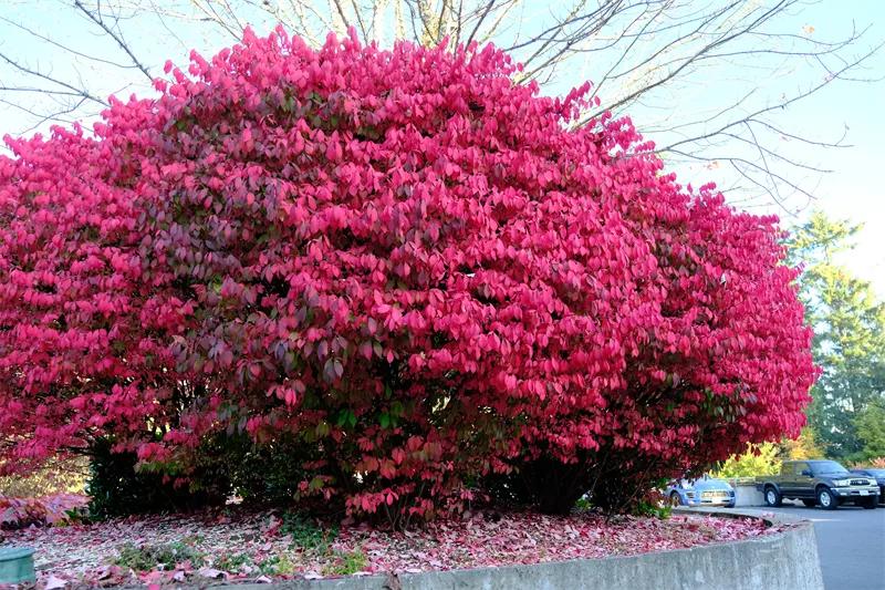 This "burning bush" is beautiful and easy to grow, just like a fire in ...