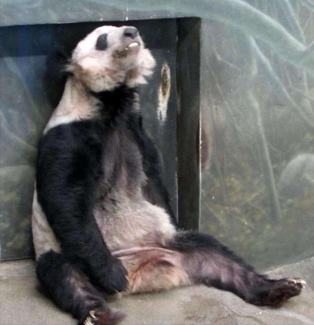 Rent a panda to earn an aircraft carrier? Giant pandas are so "burning ...