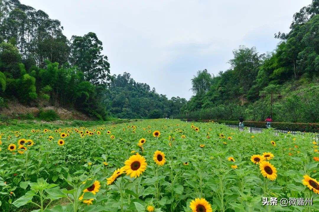 The sunflowers are all blooming, let's go to the bright summer together ...