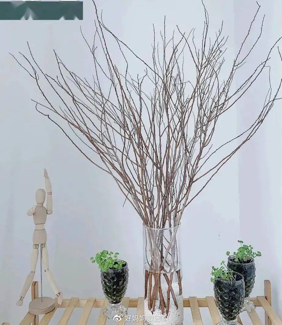 The dry branches of the snow willow are a must for the New Year when ...