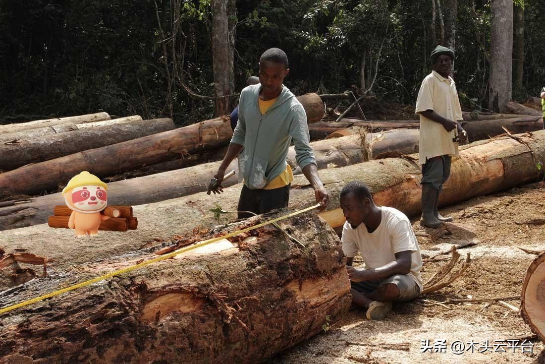 Cameroon: Log export ban is necessary - iNEWS