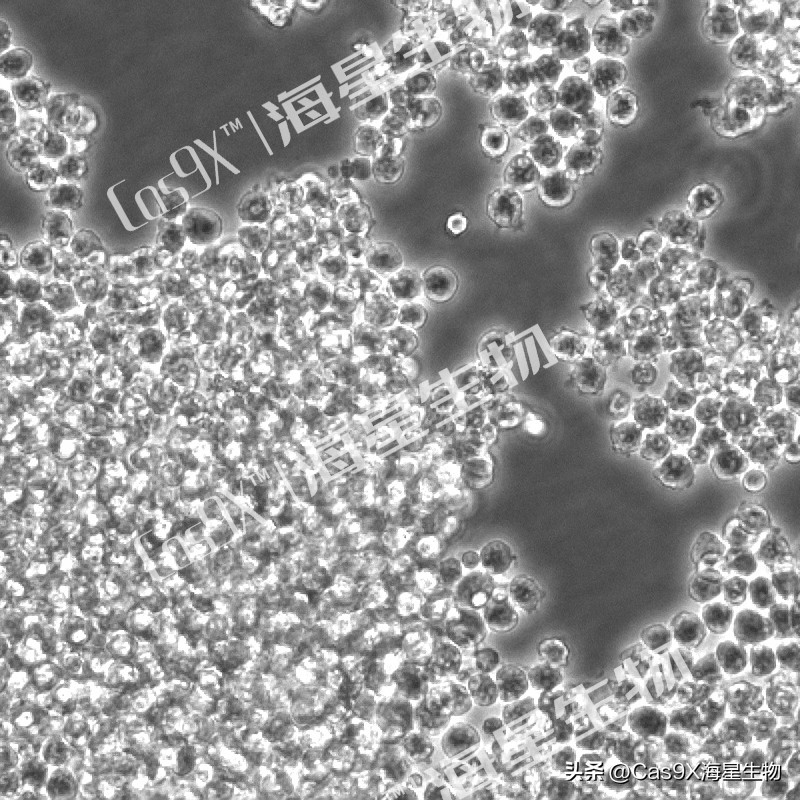 Mouse monocyte-macrophage (RAW264.7) culture experience - iNEWS