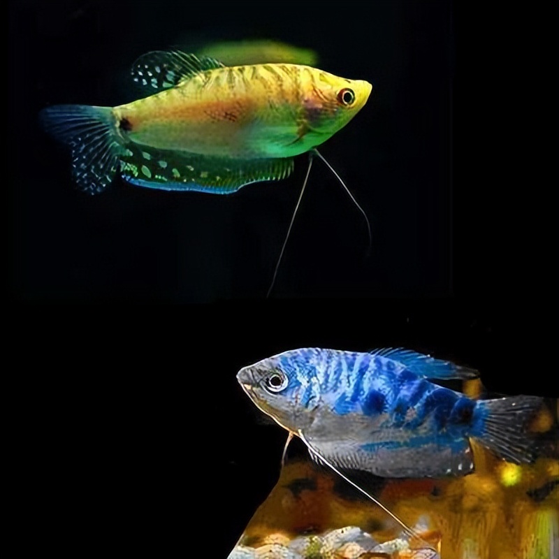 The ranking of small tropical fish is fierce, and the sixth to tenth ...