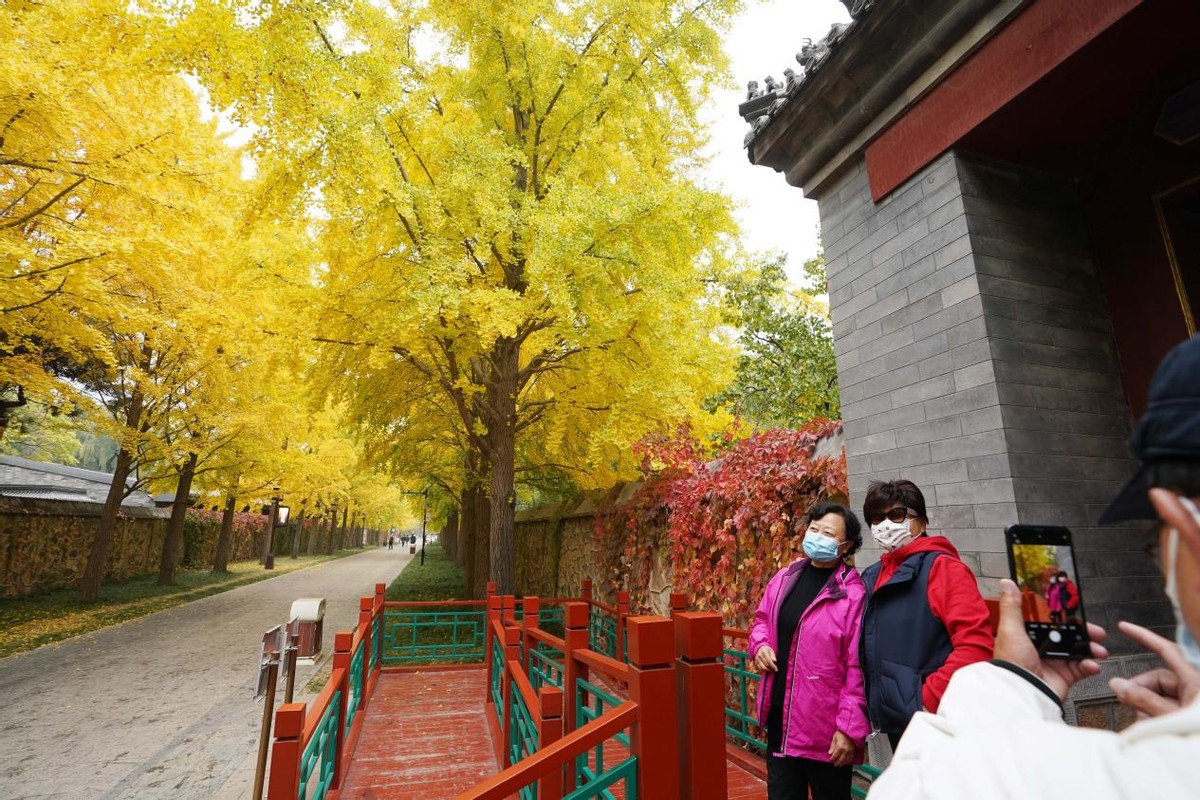 Eyes are golden!Experience the beauty of autumn in Beijing with the ...