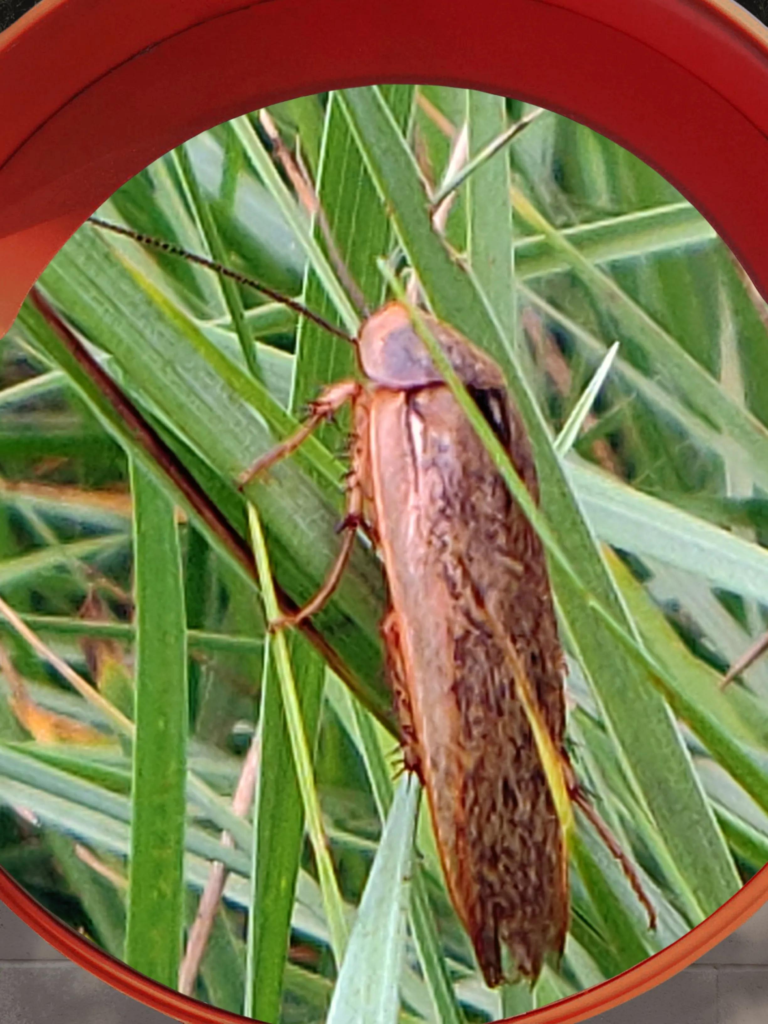 "Insect" (photographed by mobile phone) - iNEWS