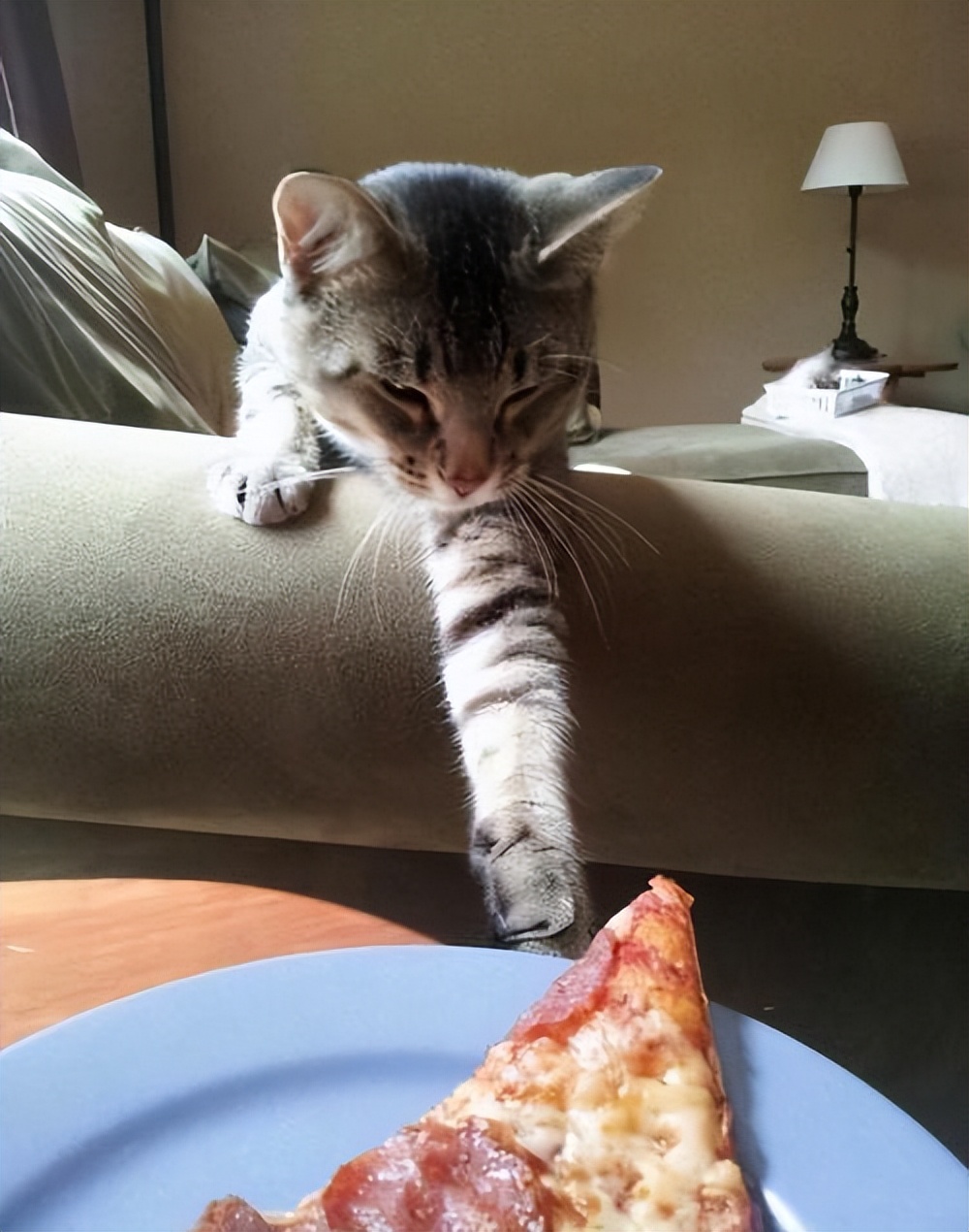 Foodies are innocent!15 moments of cats fighting for food, hahahaha - iNEWS