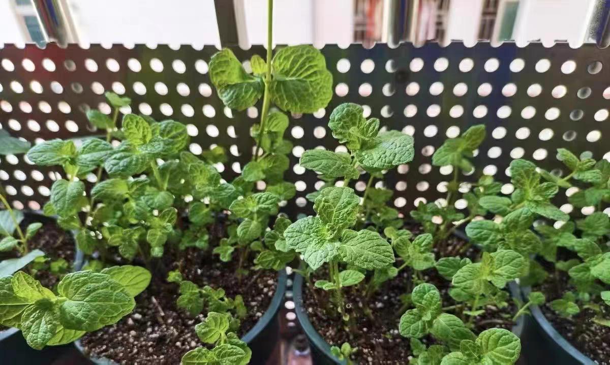 Teach you how to grow mint on the balcony - iMedia