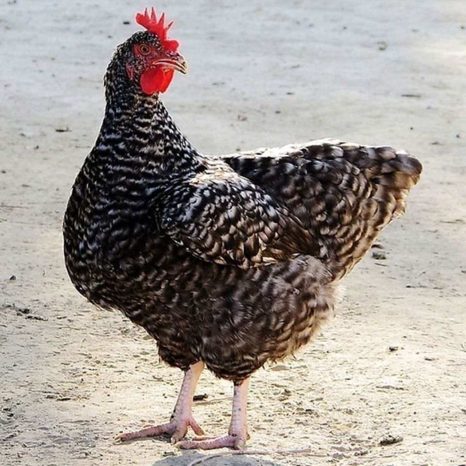 Luhua chicken is a chicken breed with both eggs and meat. - iMedia