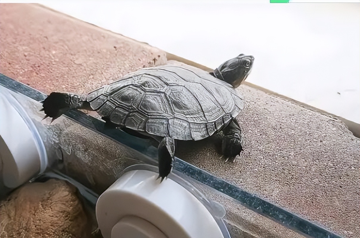 Entry-level turtle breeding method - iNEWS