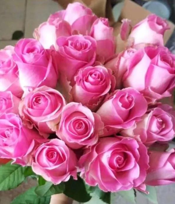 99 Roses Candy Snow Mountain Rose - iNEWS