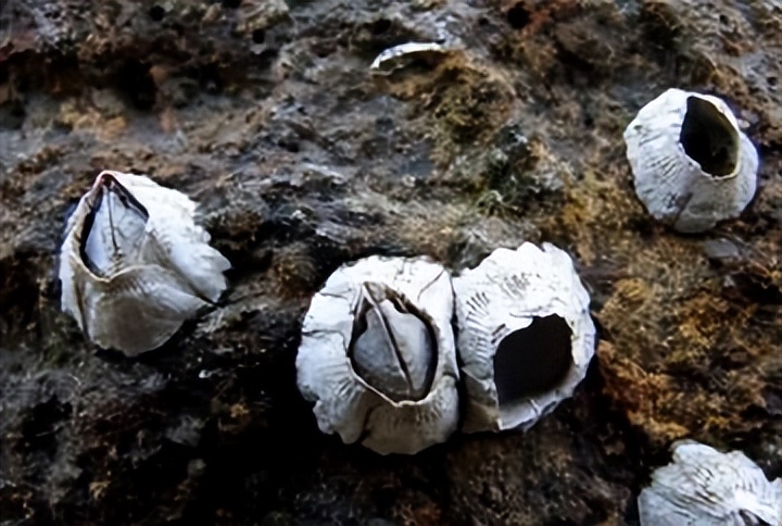 Sea turtles ask humans to remove barnacles all over their bodies ...