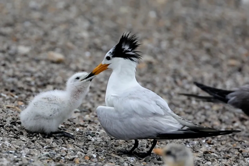 Why are Chinese Crested Terns so rare? - iNEWS