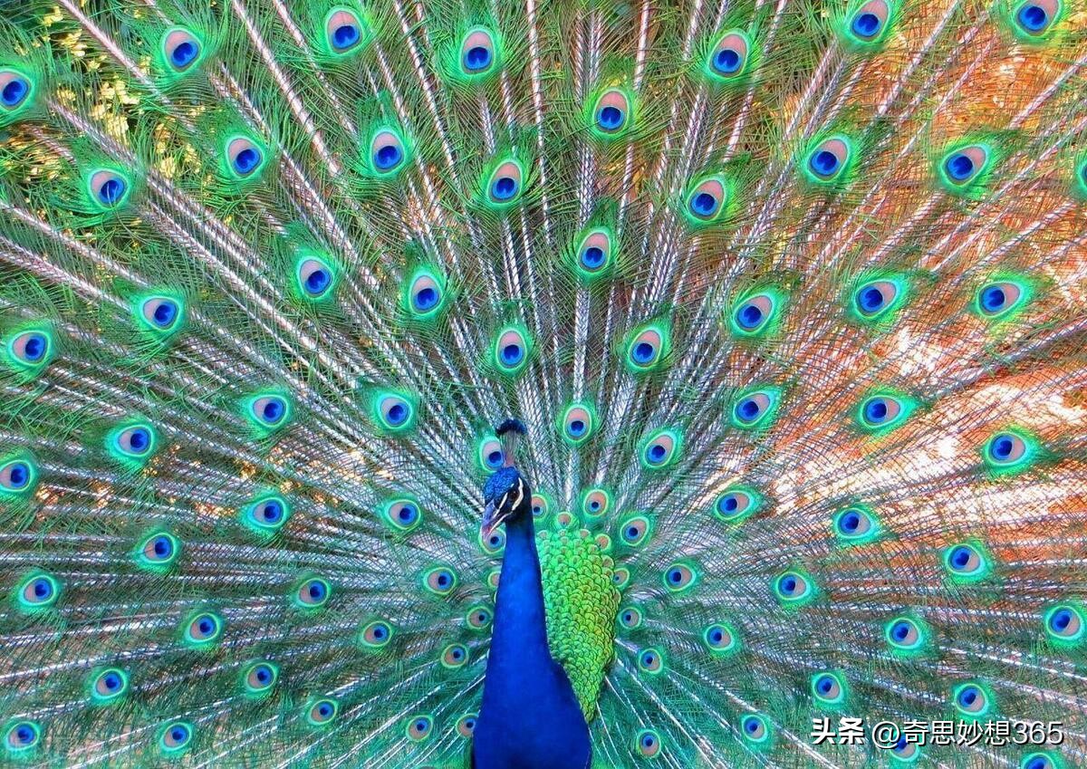 amazing bird feathers - iMedia