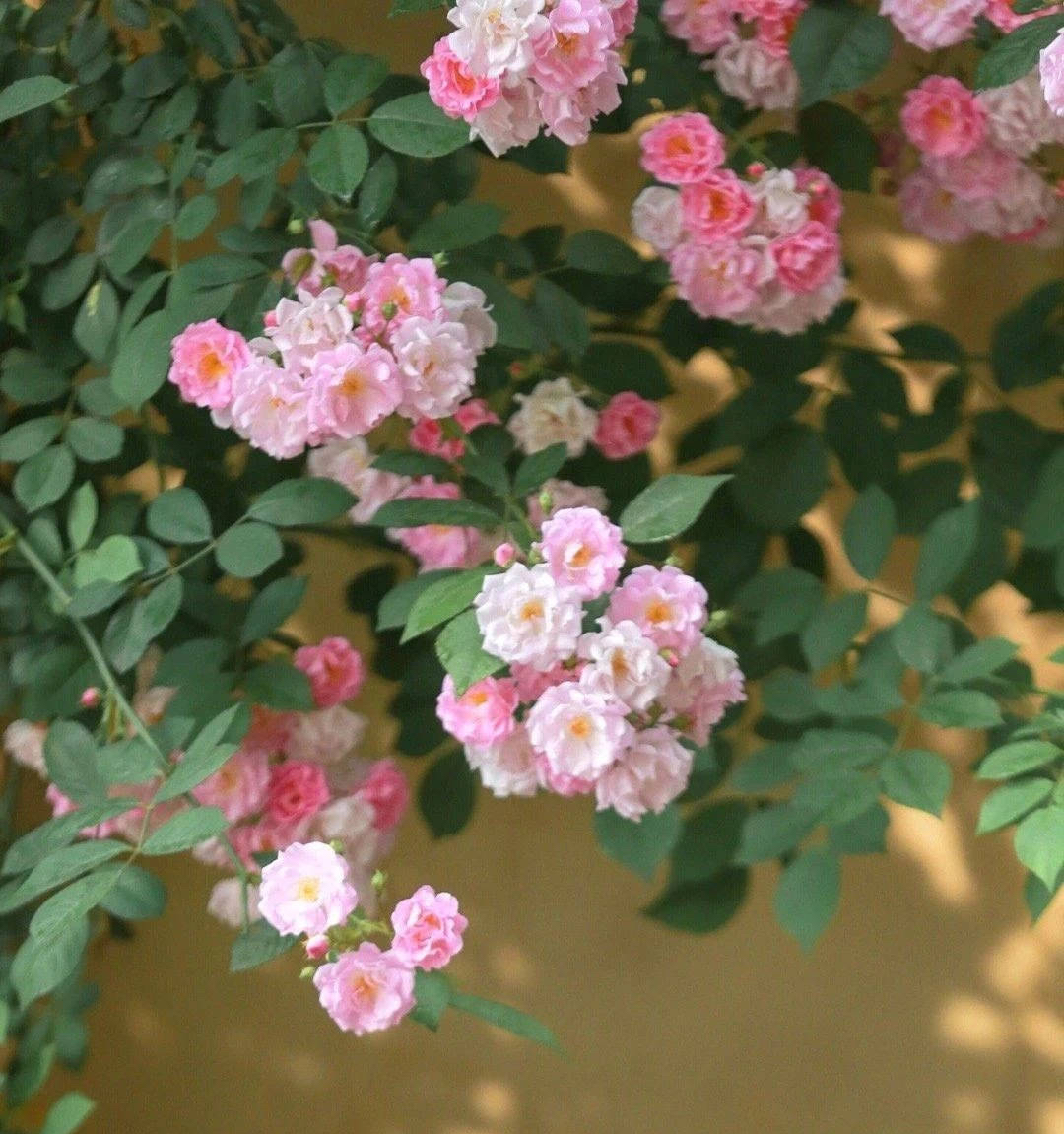 If you have a garden, just raise a rose, which is so beautiful that it ...