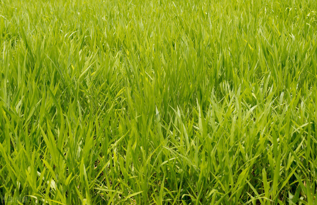 Ingredient party must know - rye seed extract - iNEWS