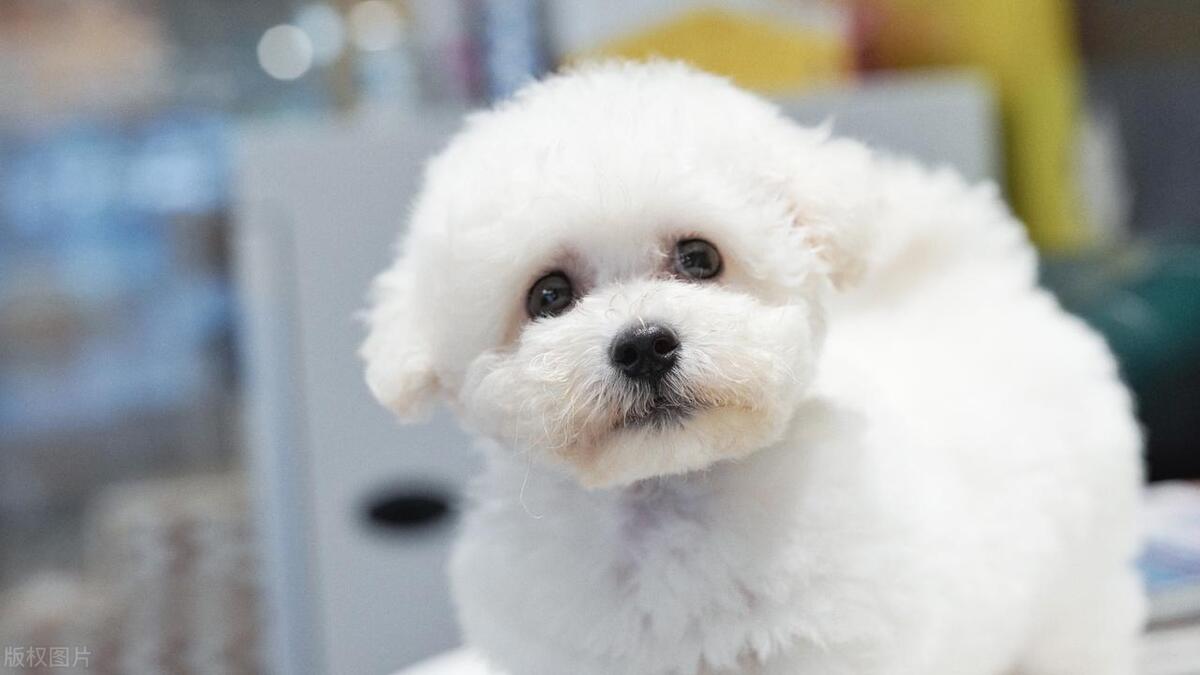 What are the advantages of the Bichon Frize over other dog breeds? - iNEWS