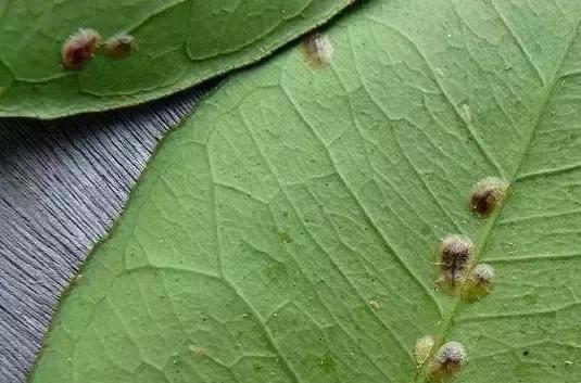 How to identify common rose pests? - iNEWS