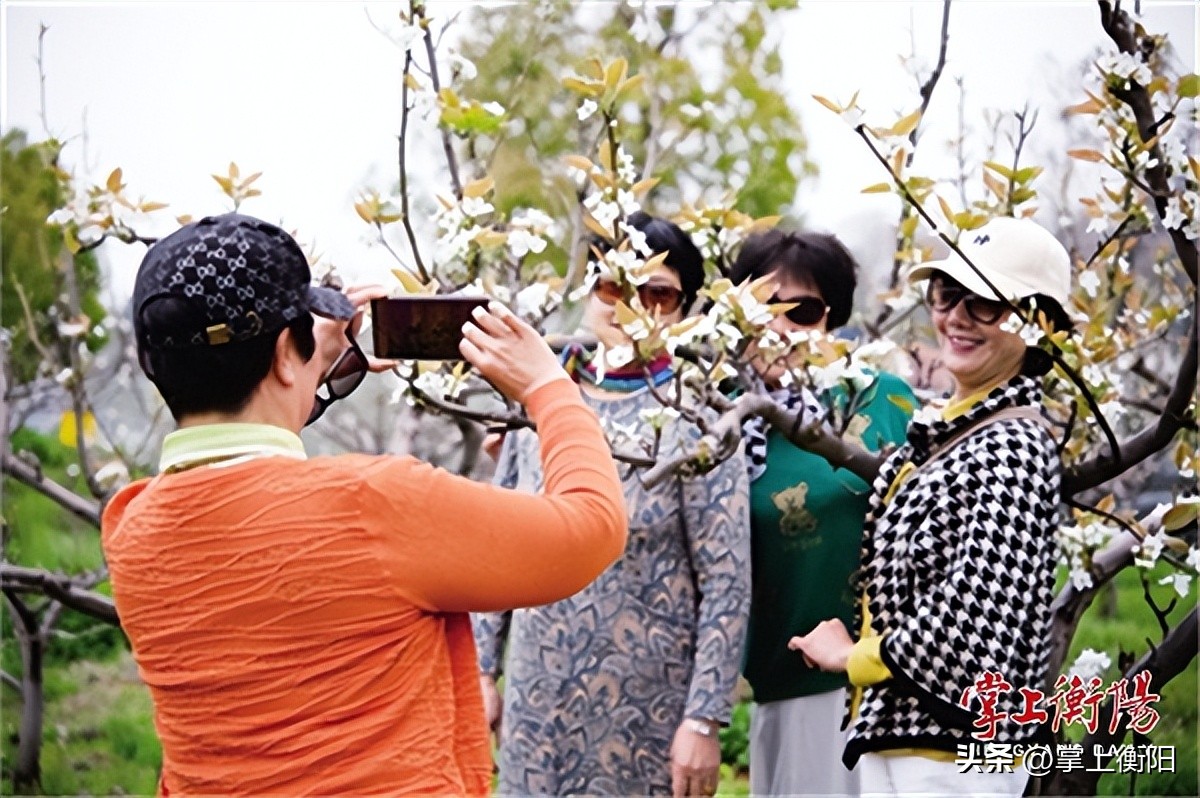 Jinjia Pear Garden in Zhuhui District: People Walk Among Flowers ...