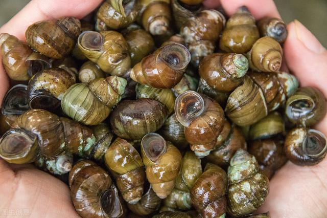 These 3 kinds of seafood that everyone loves have the most parasites!No ...