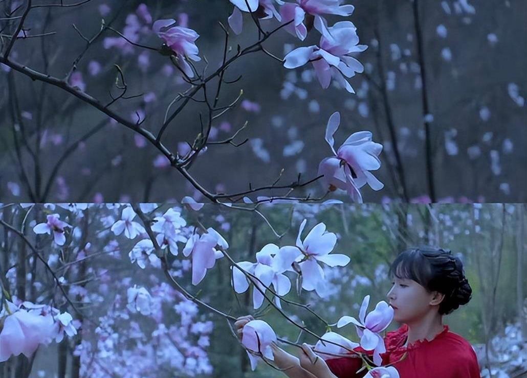 Original Li Ziqi posted a video announcing her new start, fans: Welcome ...