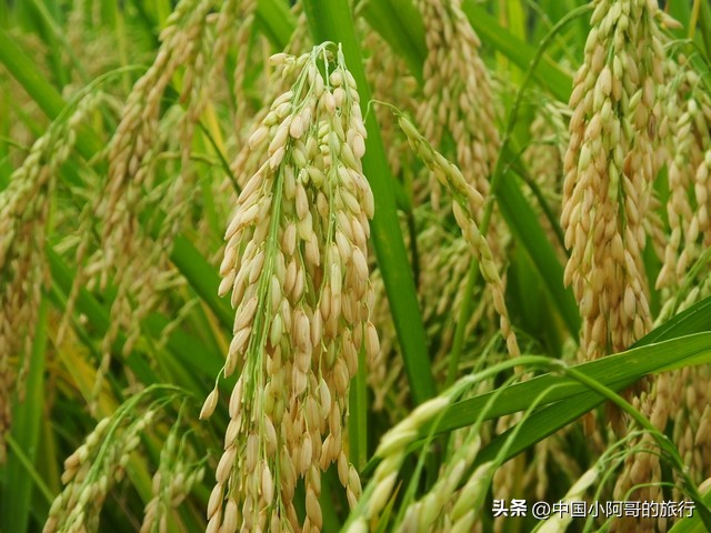 A tribute to you from Grandpa Yuan Longping, the father of hybrid rice ...