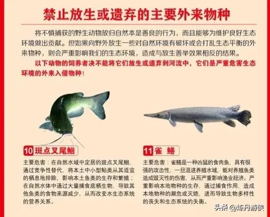 How scary is the alligator gar caught in 45 days, you know? - iNEWS