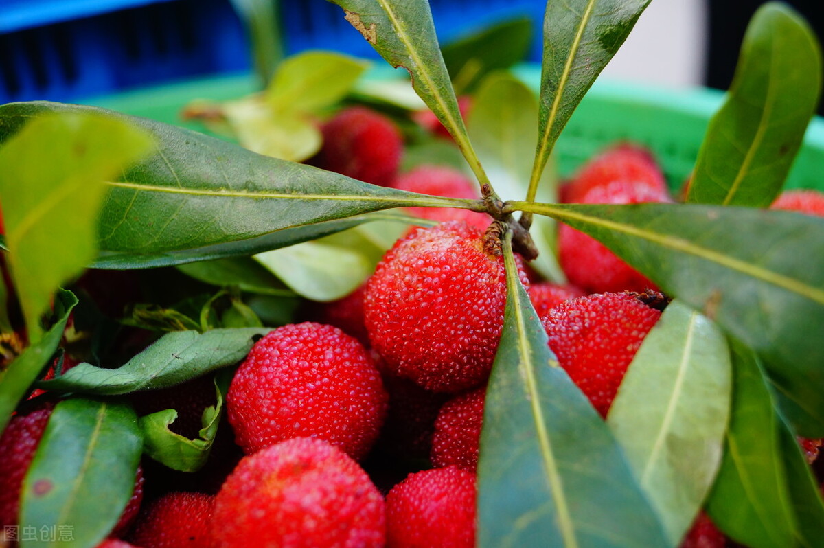 What is the role of the refreshing fruit bayberry in summer? - iNEWS