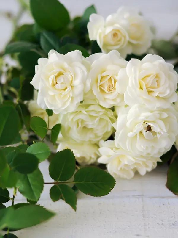 Japanese rose: Lin (lin) - iNEWS