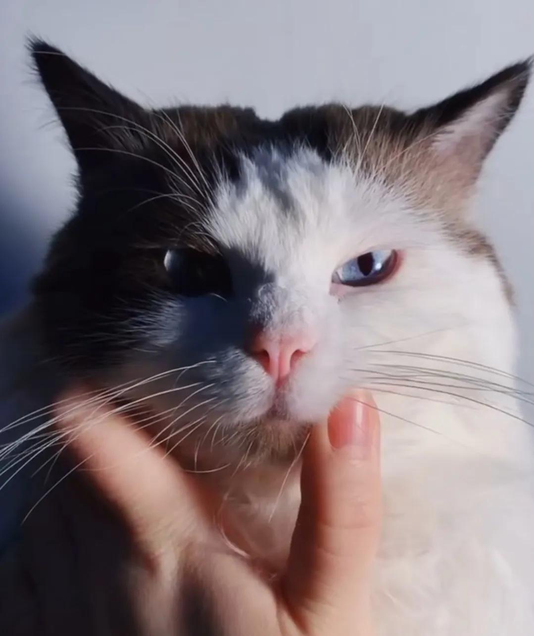 Douyin million cute pet blogger Caesarcat - has the most complicated ...