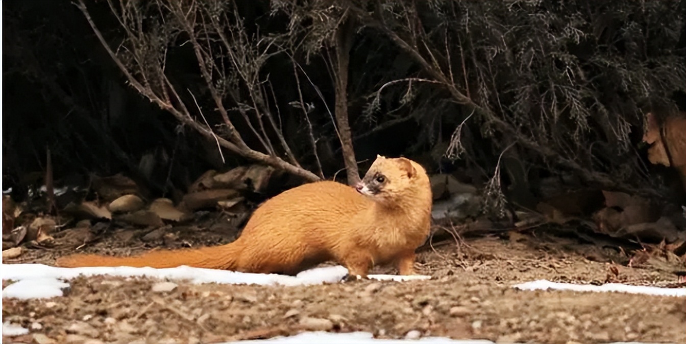 Why can't "weasel" be eaten?Not just because of superstition, Li ...