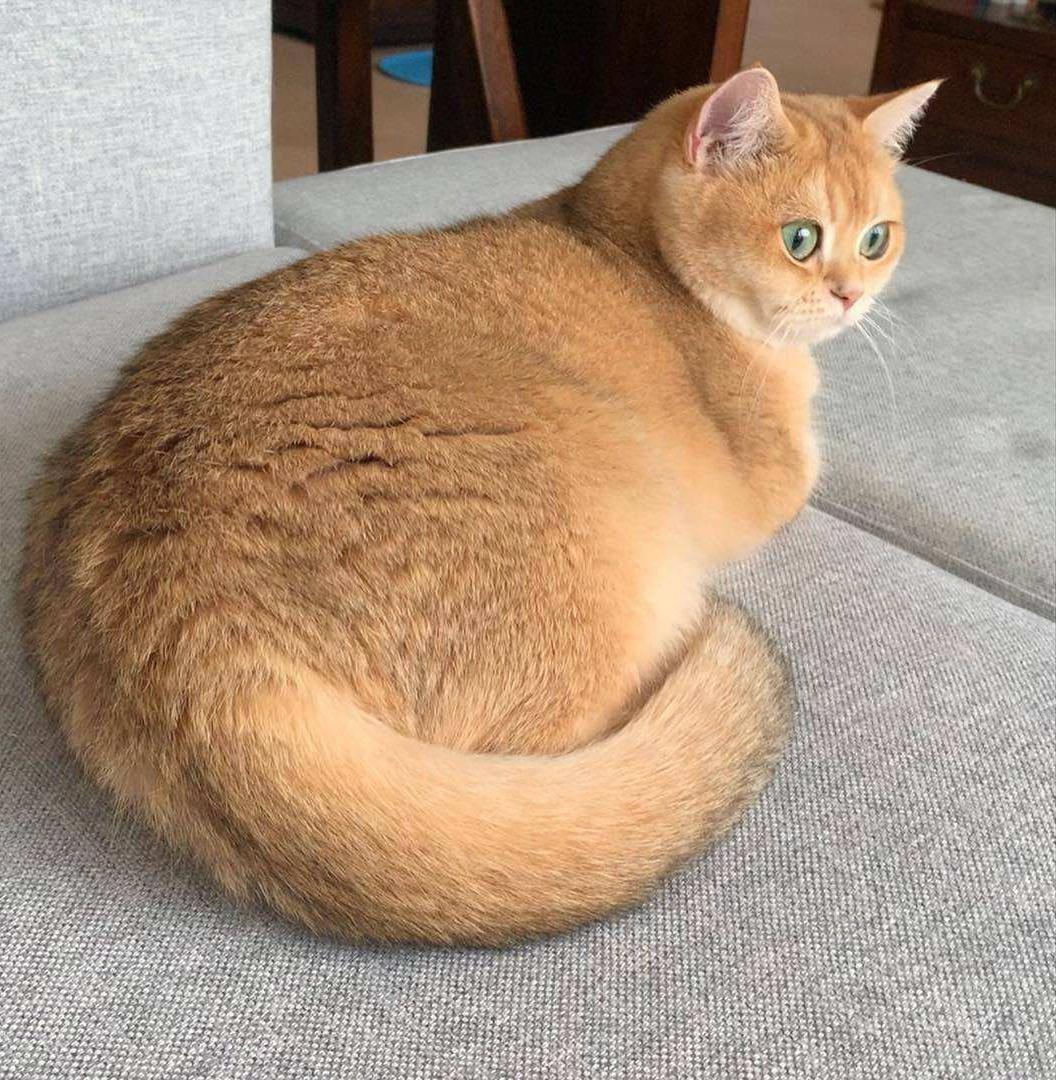 How to identify the appearance of golden gradient cat? - iMedia