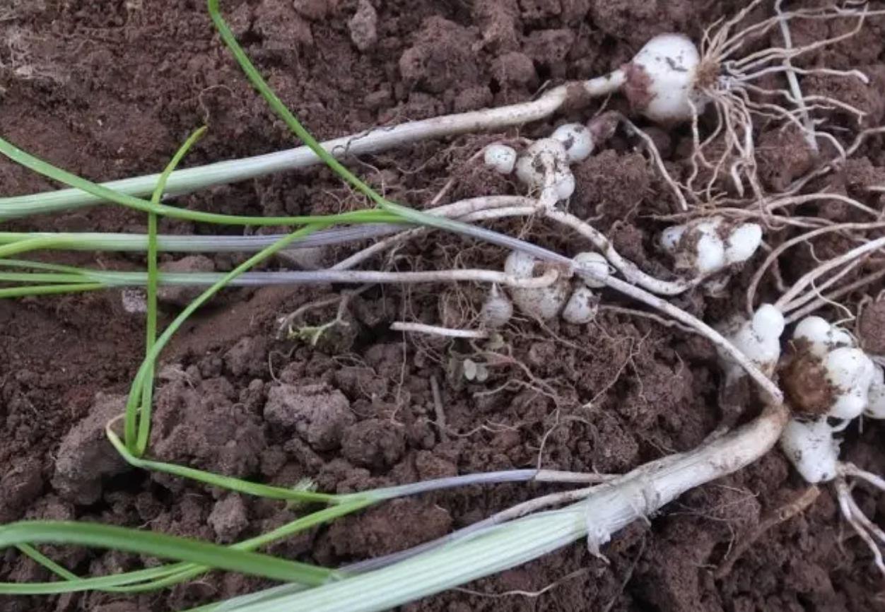 In the remote woods, there is one kind of "Little Root Garlic" which is ...