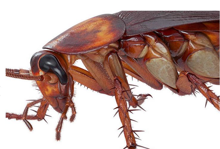 Why can't cockroaches be stepped on? Why did the dead cockroaches ...