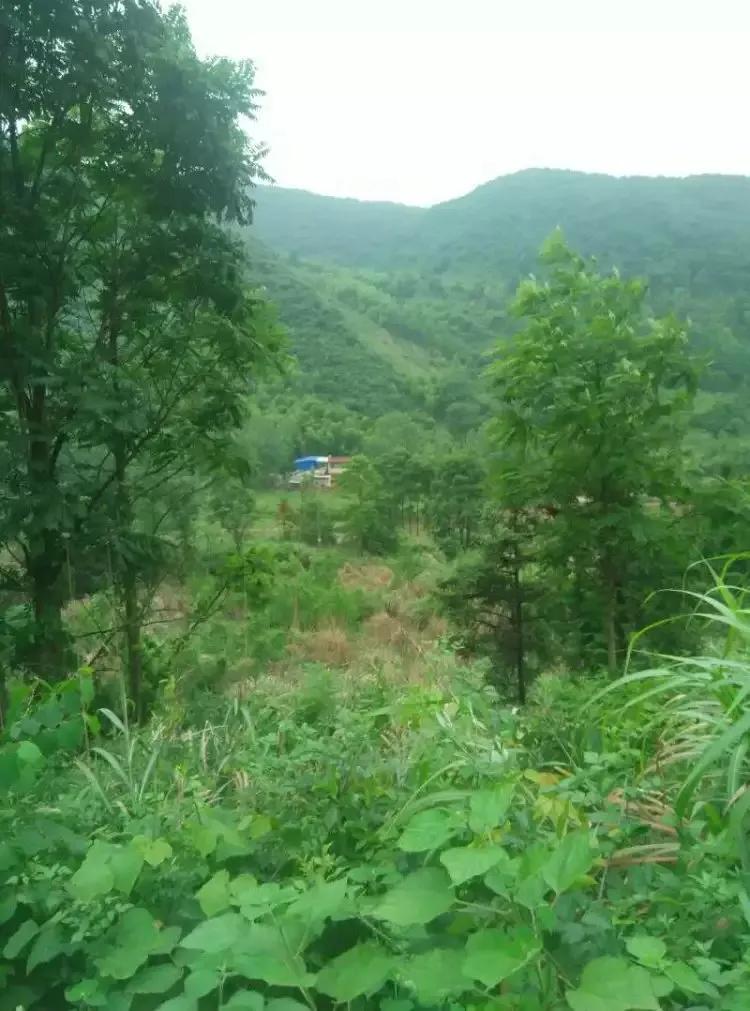 go back home - iNEWS