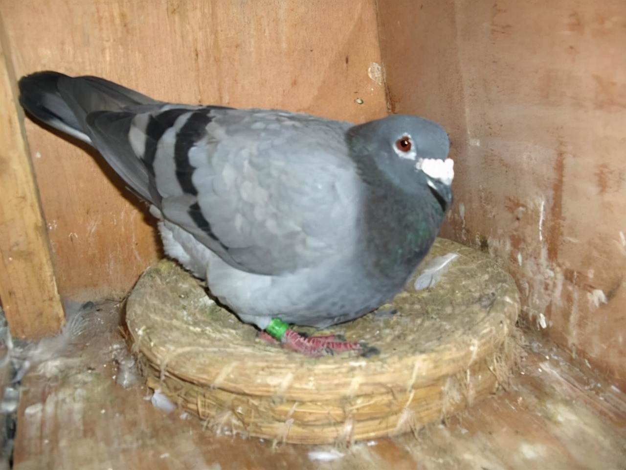 The advantages of slate pigeons are obvious - iNEWS