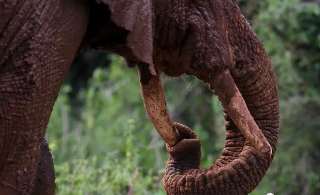 The trunk is the center of the elephant's cognitive world - iNEWS