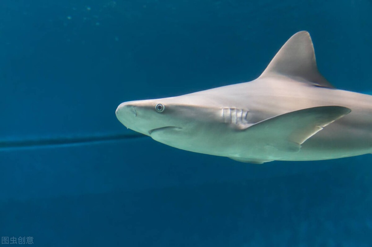 Sharks are not immune to cancer - iNEWS