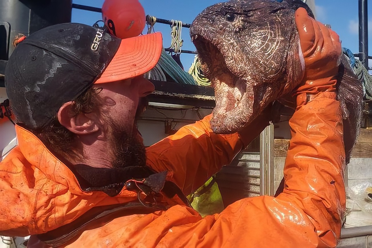The deep-sea monster wolf eel has an amazing bite force and a cruel and ...