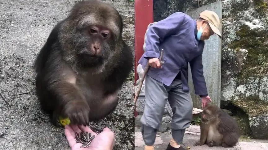 One-armed monkey, kind-hearted, 20 years in the temple - iNEWS