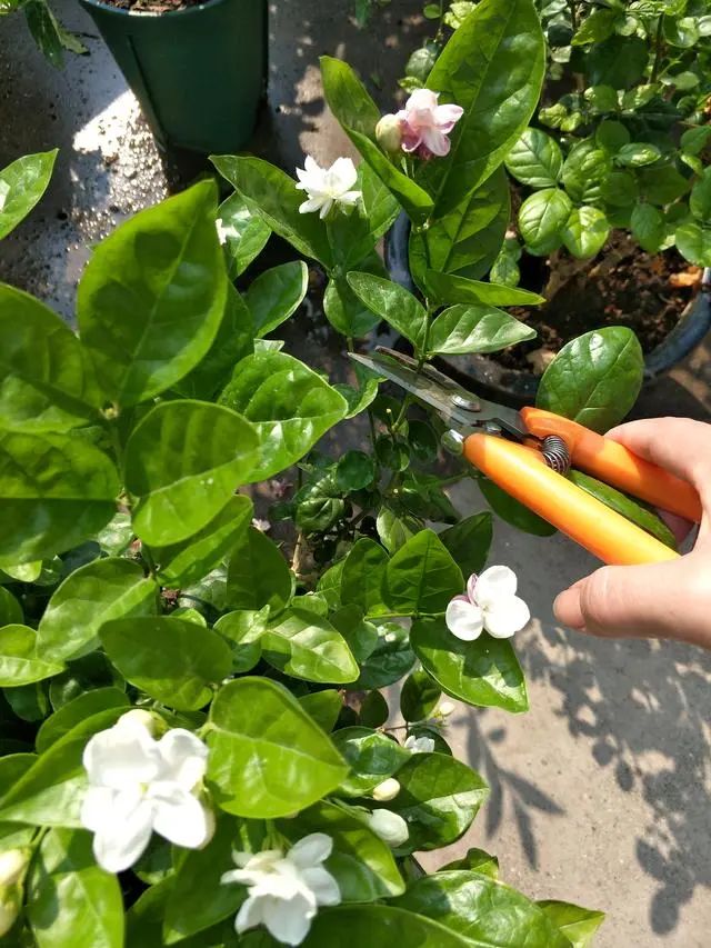 When pruning jasmine in spring, 3 places are the key points. With one ...