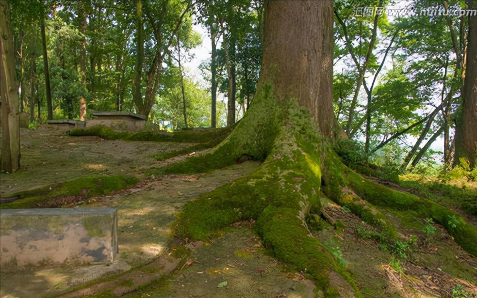 How expensive is nanmu, a tree can be exchanged for a Beijing courtyard ...