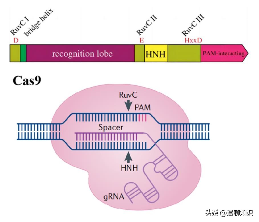 What is an introduction to the CRISPR-Cas system? How is the structure ...