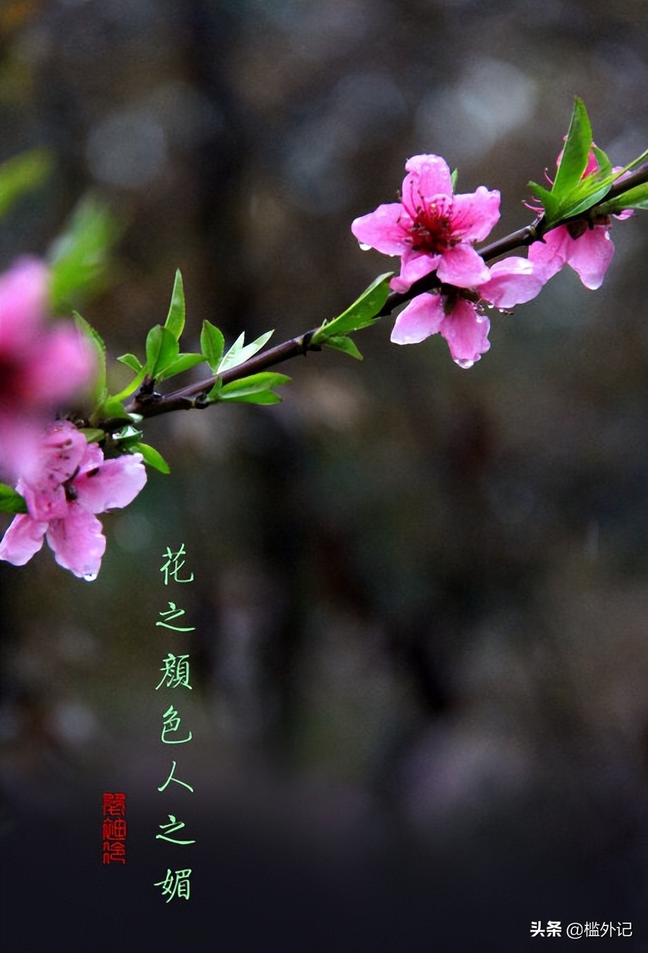 "Picking Sangzi": Dongfeng is puzzled by Acacia and wakes up, shallow ...