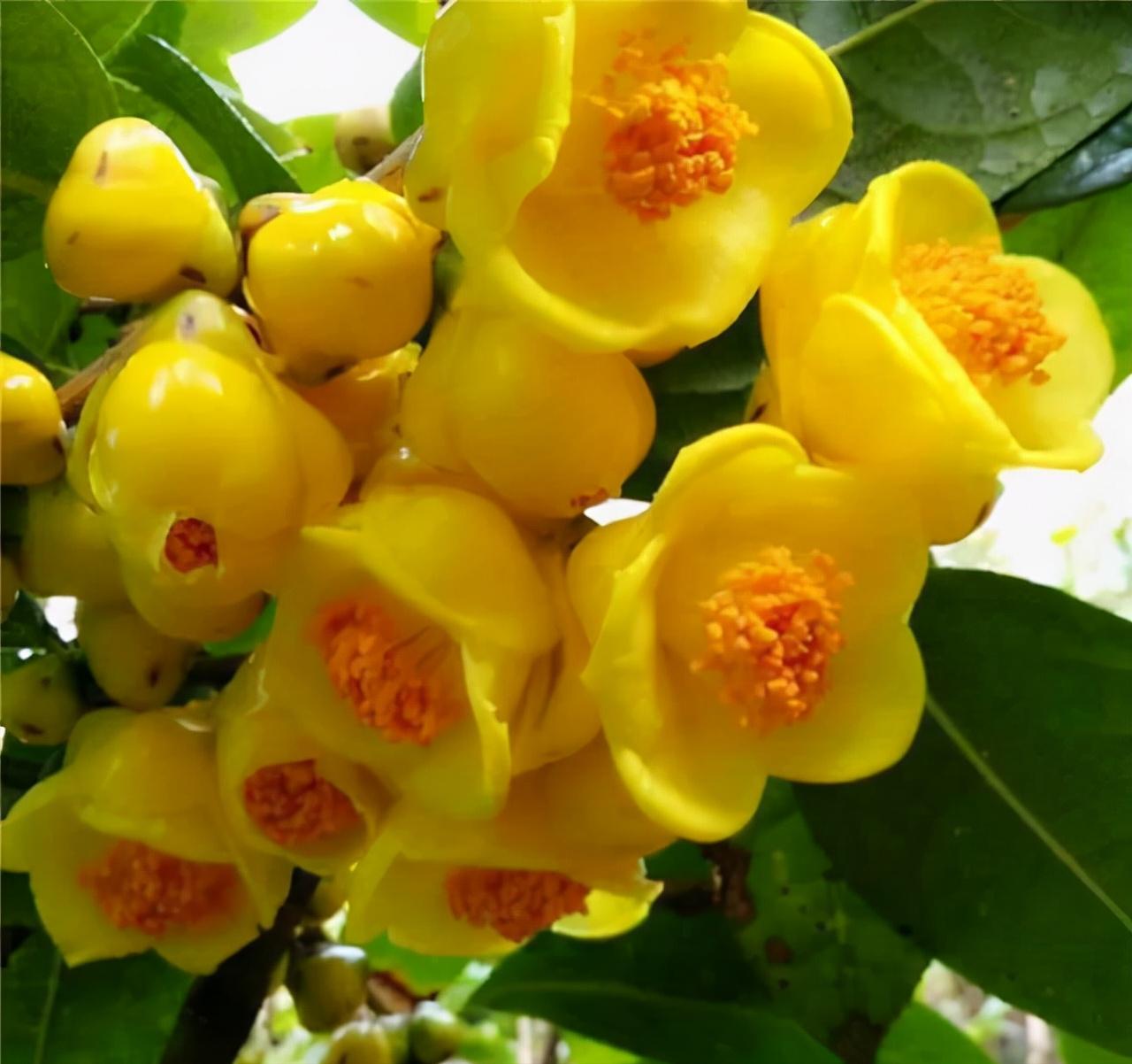 It is known as the "plant giant panda", with golden flowers, long ...