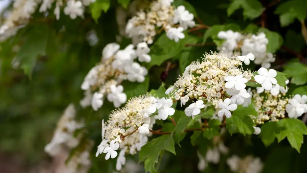 The unique flower in the world, Qionghua in ancient poetry, Emperor ...