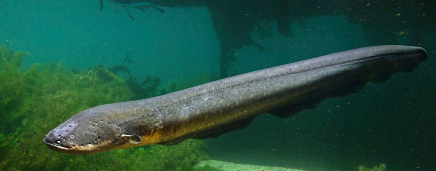 On how electric eels use electric shocks to hunt and defend themselves ...